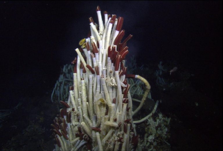 Hydrothermal Vents Fact Sheet - Deep Ocean Education Project